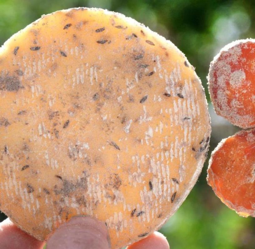 Blog – Würchwitzer Milbenkäse: Der lebendigste Käse der Welt.