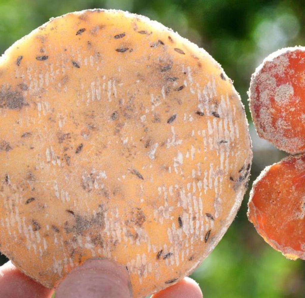 Neues Deutschland | Das große Krabbeln - Würchwitzer Milbenkäse: Der ...